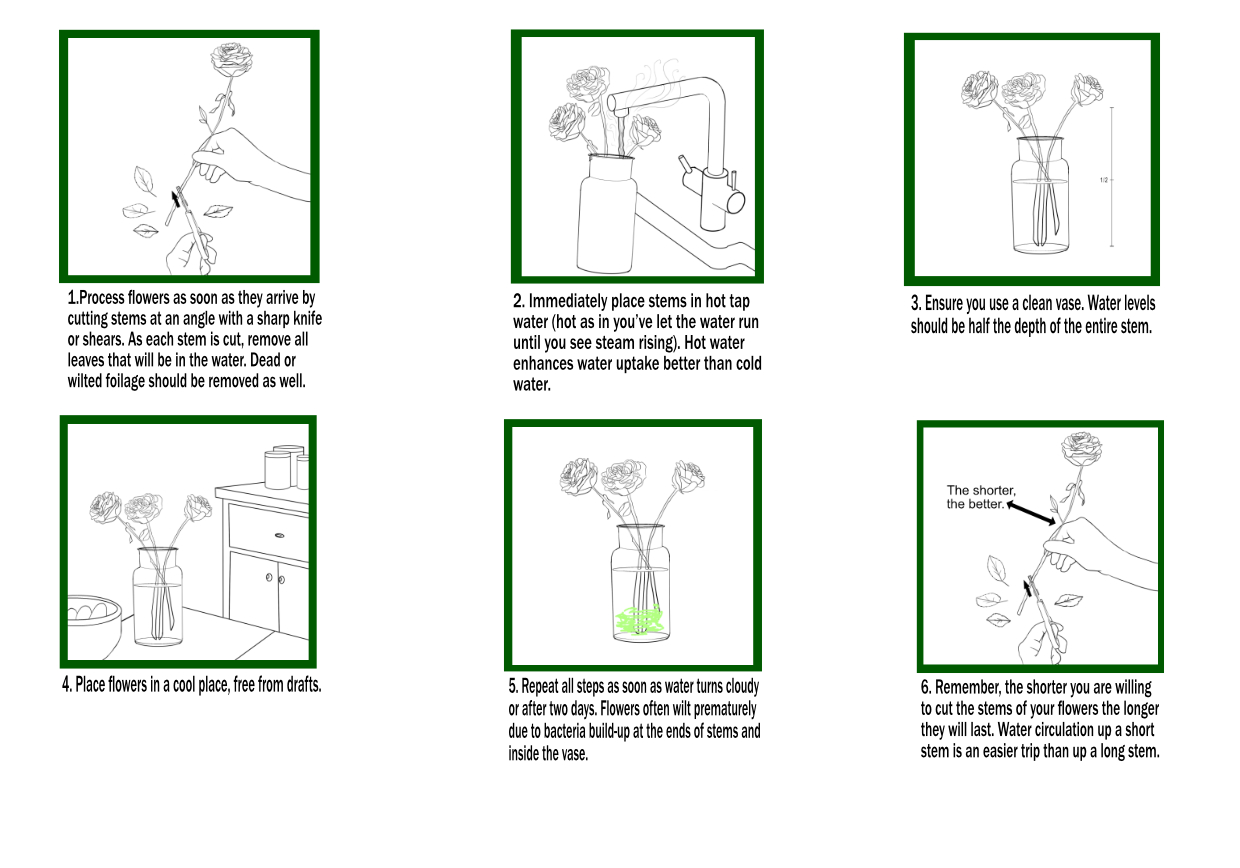 Cut Flower Care – Cumberland Flower Shop